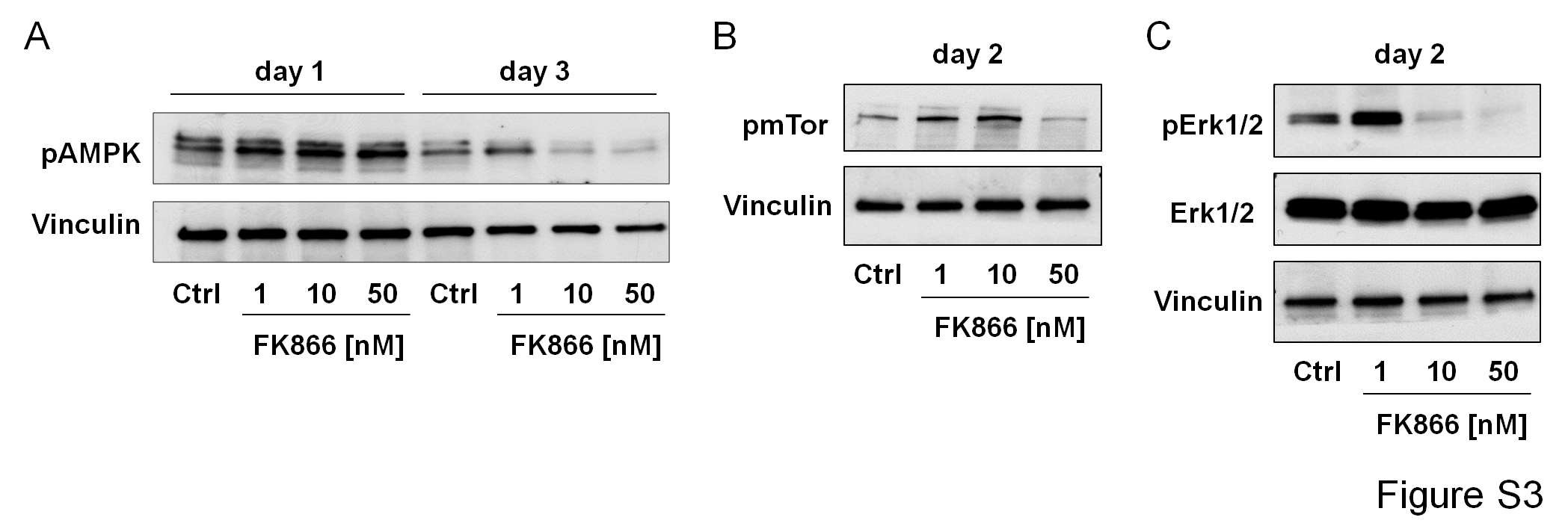 On-Target Effect of FK866, a Nicotinamide Phosphoribosyl Transferase ...