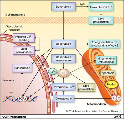 Twisting and Ironing: Doxorubicin Cardiotoxicity by Mitochondrial DNA ...