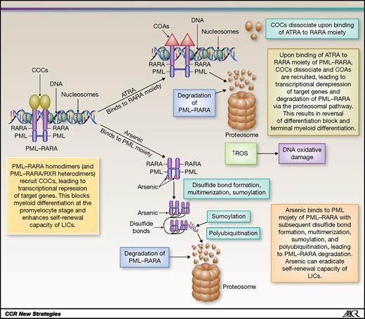 New Strategies in Acute Promyelocytic Leukemia: Moving to an Entirely ...