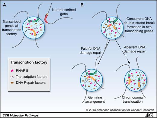 Molecular Pathways: Transcription Factories and Chromosomal ...