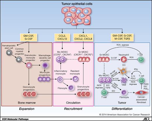 Molecular Pathways: Myeloid Complicity in Cancer | Clinical Cancer ...