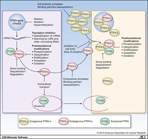 Molecular Pathways: Intercellular PTEN and the Potential of PTEN ...