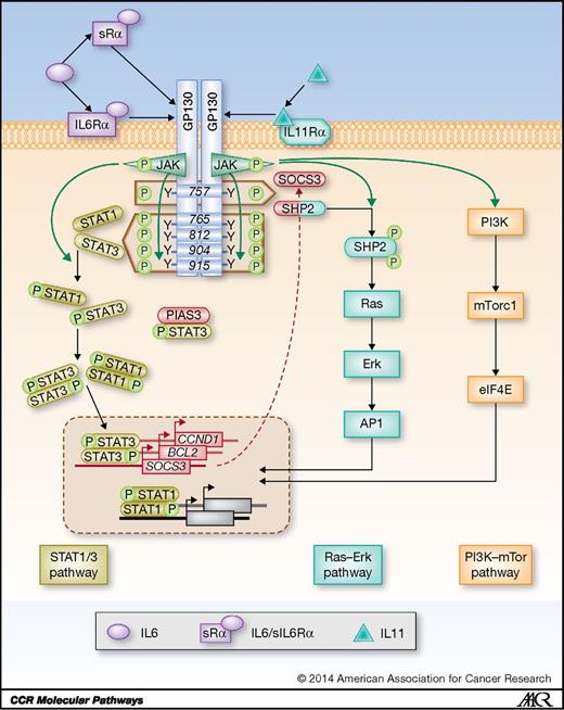 Molecular Pathways: IL11 as a Tumor-Promoting Cytokine—Translational ...