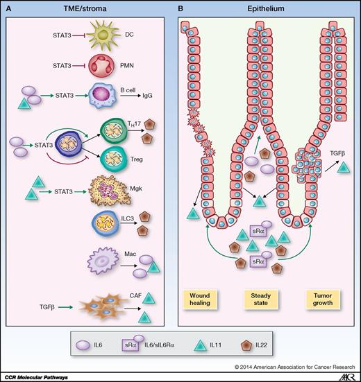 Molecular Pathways: IL11 as a Tumor-Promoting Cytokine—Translational ...