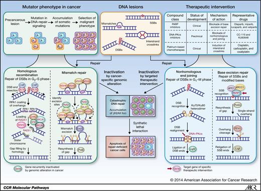 Molecular Pathways: Exploiting Tumor-Specific Molecular Defects in DNA ...