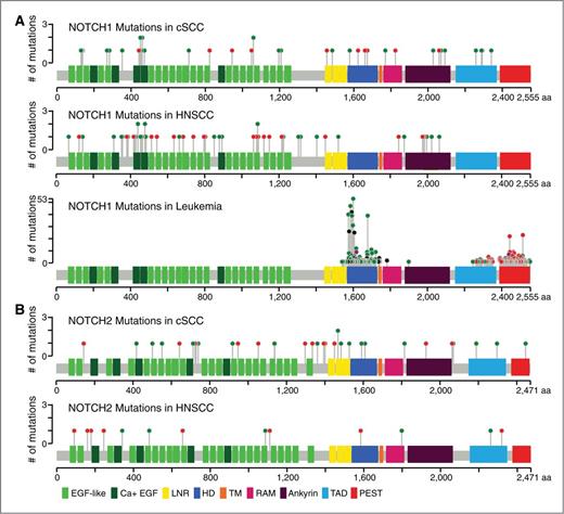 Mutational Landscape of Aggressive Cutaneous Squamous Cell Carcinoma ...