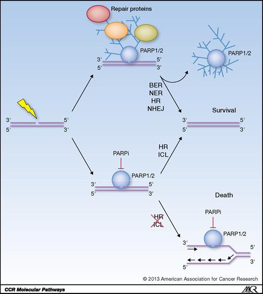 Molecular Pathways: How Can BRCA-Mutated Tumors Become Resistant to ...