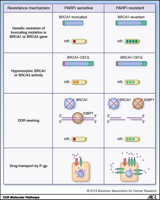 Molecular Pathways: How Can BRCA-Mutated Tumors Become Resistant to ...