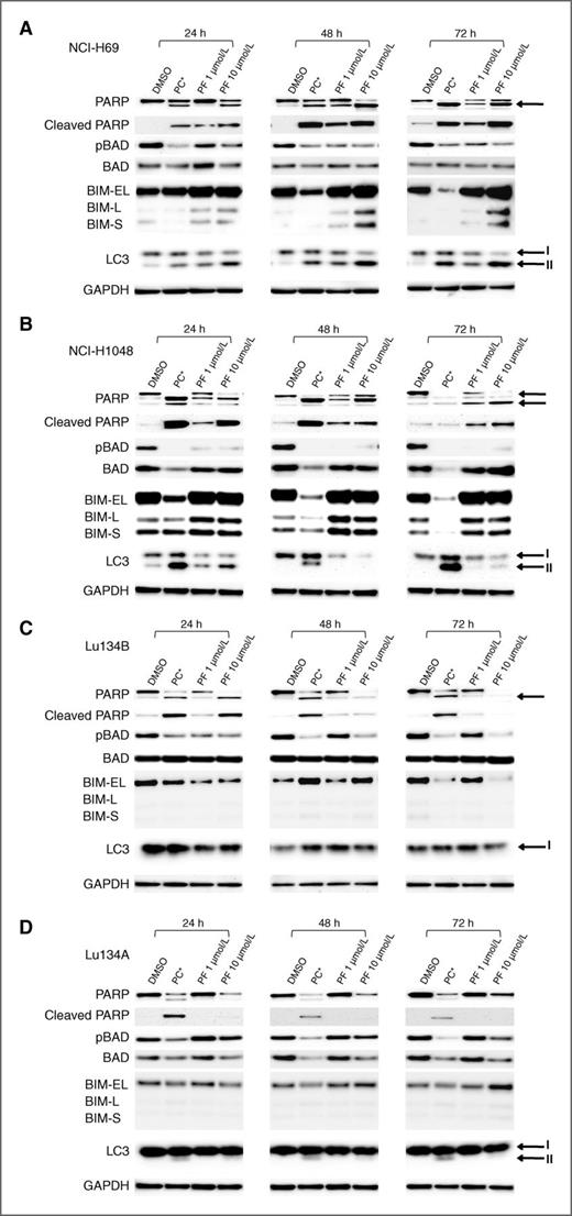 Targeting Small Cell Lung Cancer Harboring PIK3CA Mutation with a ...
