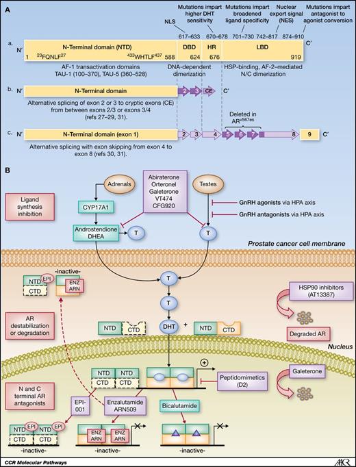 Molecular Pathways: Targeting Resistance in the Androgen Receptor for ...