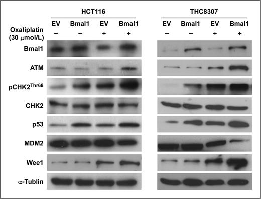 Overexpression of the Circadian Clock Gene Bmal1 Increases Sensitivity ...