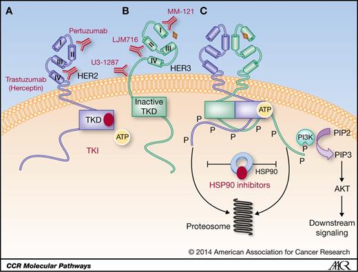 Molecular Pathways: HER3 Targeted Therapy | Clinical Cancer Research ...