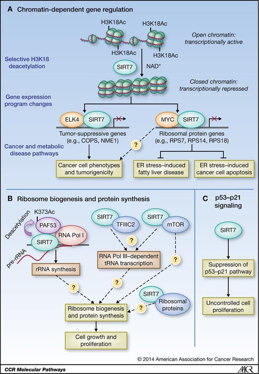 Molecular Pathways: Emerging Roles of Mammalian Sirtuin SIRT7 in Cancer ...