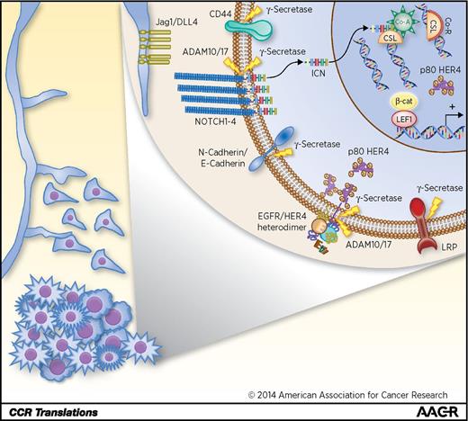 New, Tolerable γ-Secretase Inhibitor Takes Desmoid Down a Notch ...