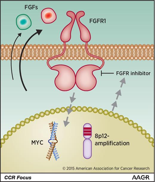 Squamous Cell Lung Cancer: From Tumor Genomics to Cancer Therapeutics ...