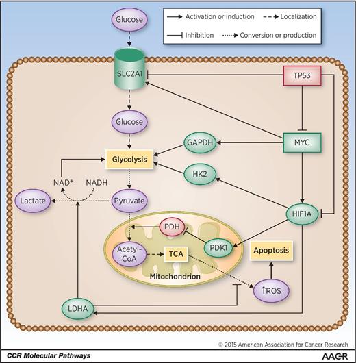 Molecular Pathways: Targeting Cellular Energy Metabolism in Cancer via ...