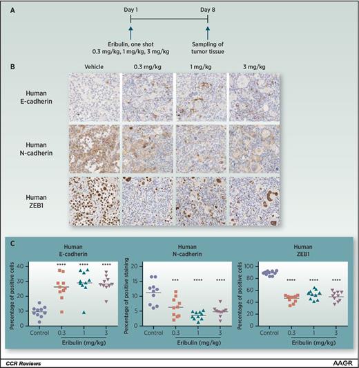Eribulin Mesylate: Mechanism of Action of a Unique Microtubule ...