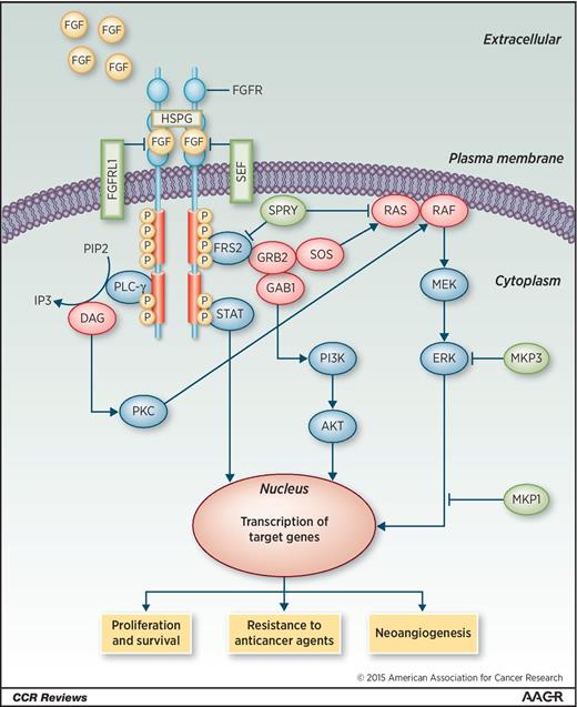 Targeting FGFR Signaling in Cancer | Clinical Cancer Research ...