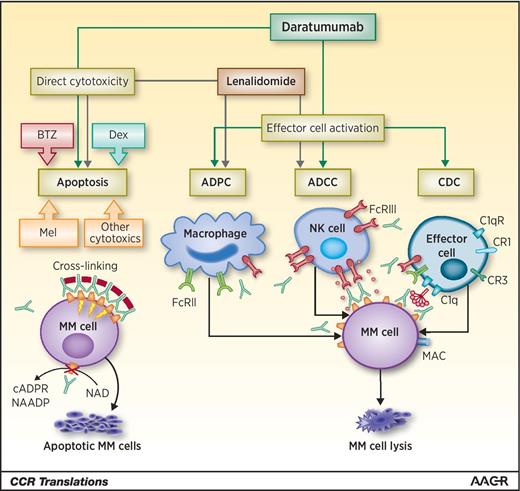 CD38-Targeted Immunochemotherapy in Refractory Multiple Myeloma: A New ...