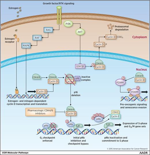 Molecular Pathways: Targeting the Cyclin D–CDK4/6 Axis for Cancer ...