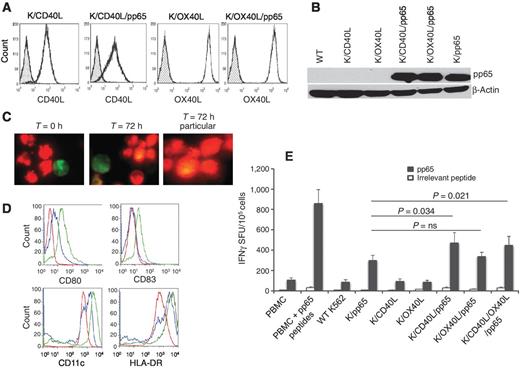 K562-Derived Whole-Cell Vaccine Enhances Antitumor Responses of CAR ...