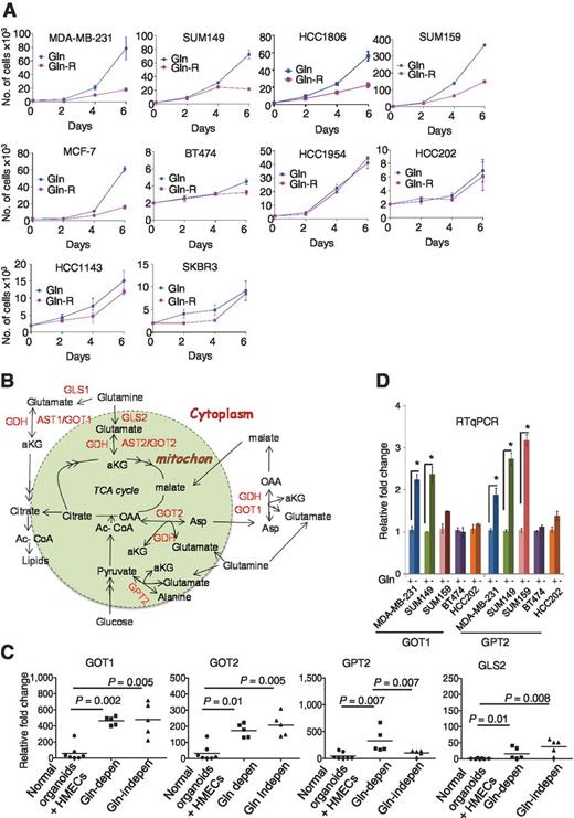 Targeting Glutamine Metabolism in Breast Cancer with Aminooxyacetate ...