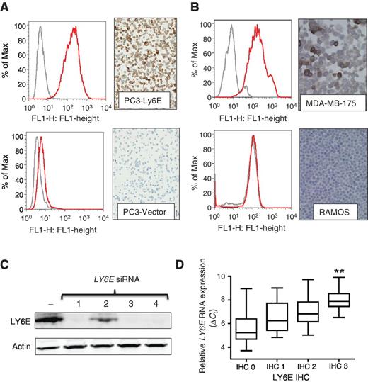 An Antibody–Drug Conjugate Directed against Lymphocyte Antigen 6 ...