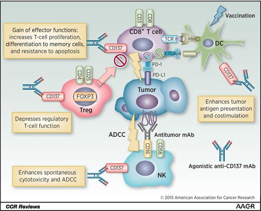 Boosting Cancer Immunotherapy with Anti-CD137 Antibody Therapy ...