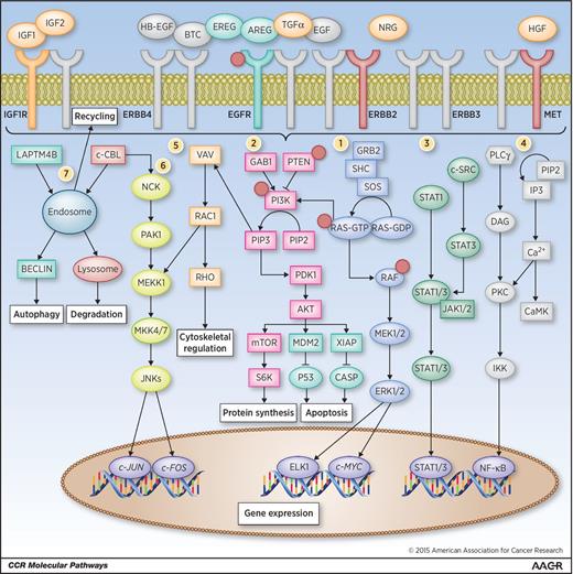 Molecular Pathways: Sensitivity and Resistance to Anti-EGFR Antibodies ...