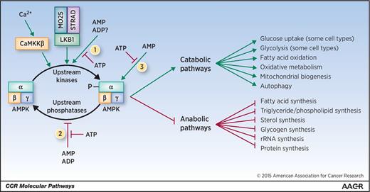 Molecular Pathways: Is AMPK a Friend or a Foe in Cancer? | Clinical ...