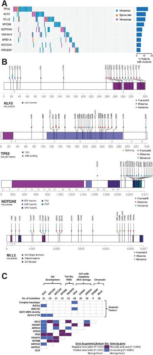 Genetics and Prognostication in Splenic Marginal Zone Lymphoma ...