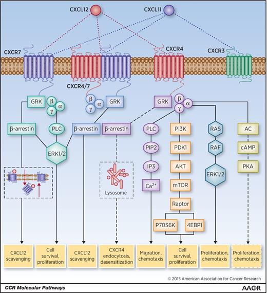 Molecular Pathways: Targeting the CXCR4–CXCL12 Axis—Untapped Potential in the Tumor ...