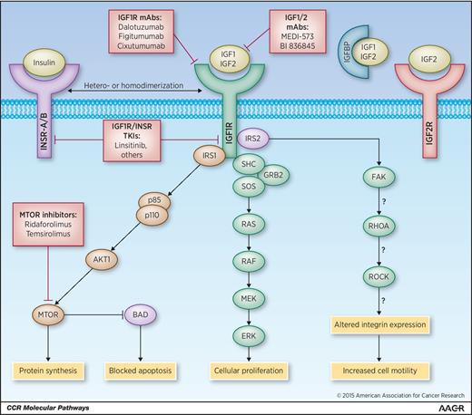 Molecular Pathways: Clinical Applications and Future Direction of ...
