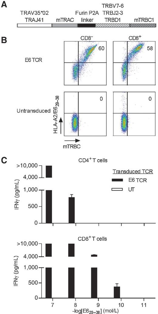 Targeting of HPV-16+ Epithelial Cancer Cells by TCR Gene Engineered T ...