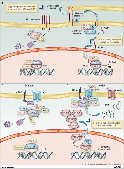 Evolutionarily Conserved Signaling Pathways: Acting in the Shadows of ...
