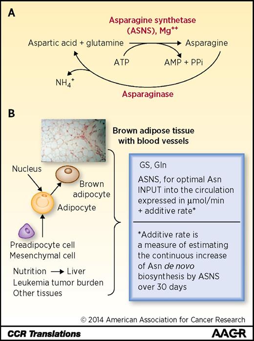 Asparagine Synthetase Polymorphisms and Toxicity and Efficacy of ...