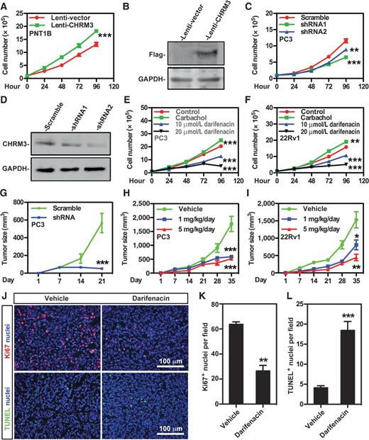 Autocrine Activation of CHRM3 Promotes Prostate Cancer Growth and ...