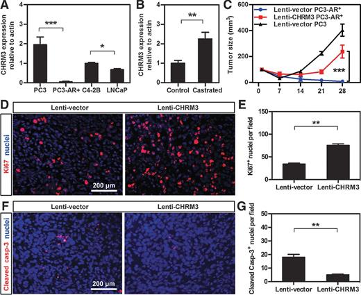 Autocrine Activation of CHRM3 Promotes Prostate Cancer Growth and ...