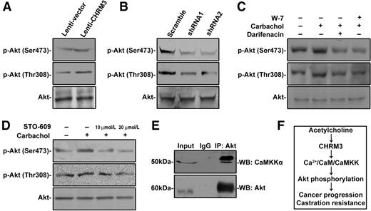 Autocrine Activation of CHRM3 Promotes Prostate Cancer Growth and ...