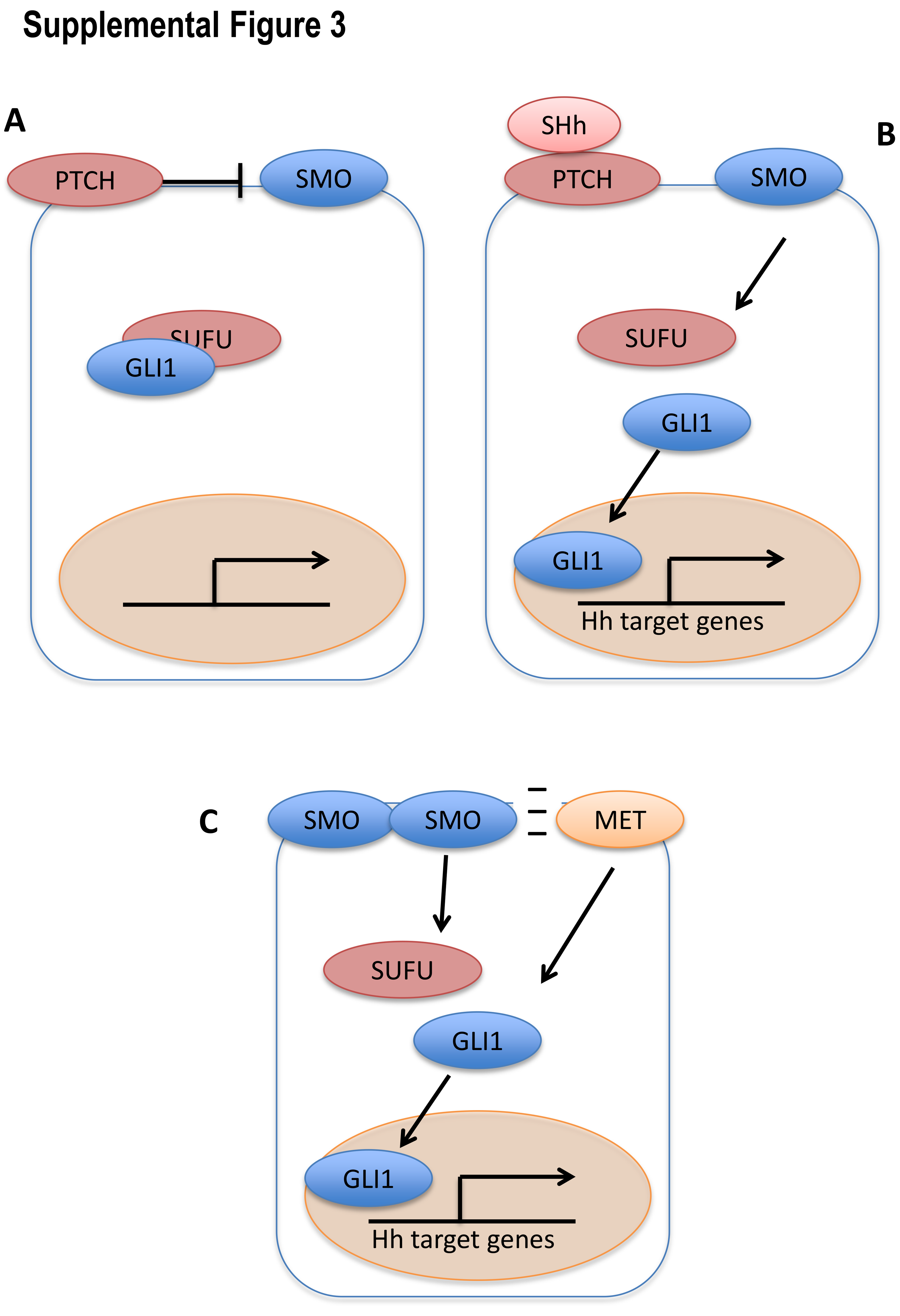 SMO Gene Amplification and Activation of the Hedgehog Pathway as Novel ...
