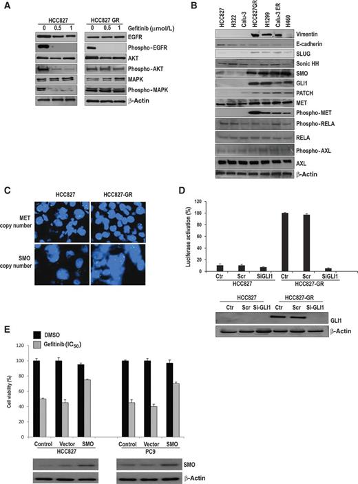SMO Gene Amplification and Activation of the Hedgehog Pathway as Novel ...