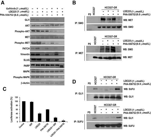 SMO Gene Amplification and Activation of the Hedgehog Pathway as Novel ...