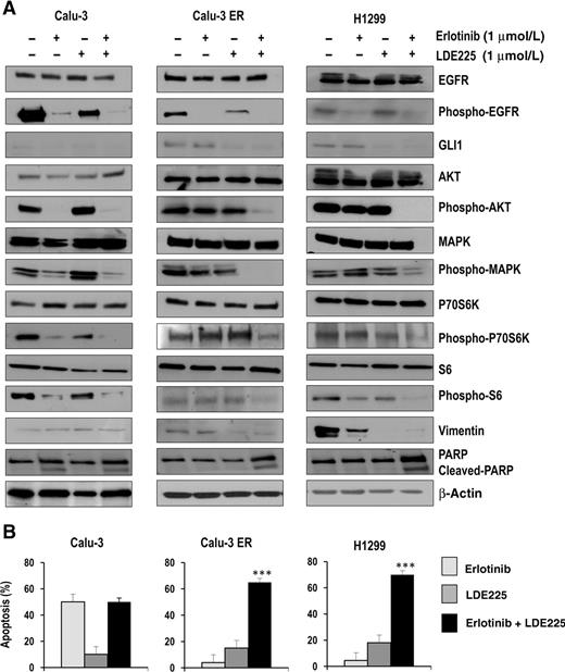 SMO Gene Amplification and Activation of the Hedgehog Pathway as Novel ...