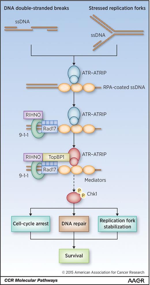 Molecular Pathways: Targeting ATR in Cancer Therapy | Clinical Cancer ...