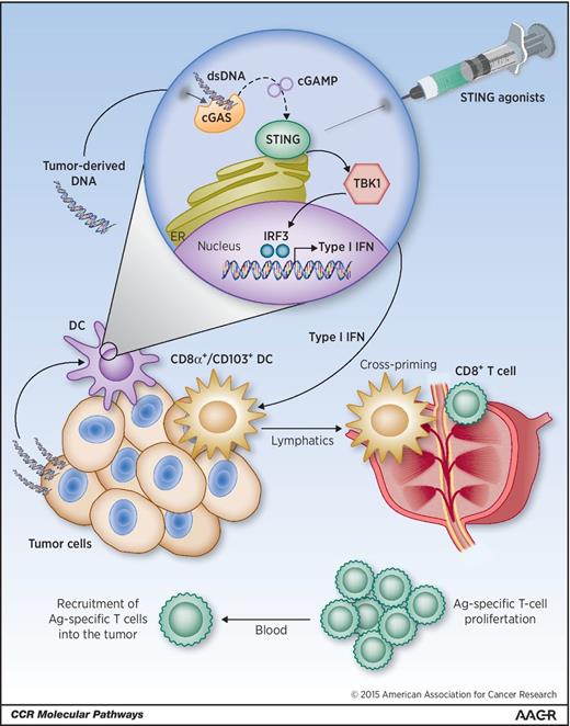 Molecular Pathways: Targeting the Stimulator of Interferon Genes (STING ...
