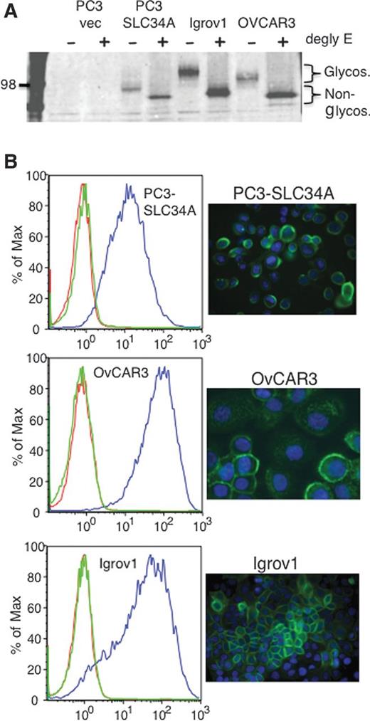 Preclinical Development of an Anti-NaPi2b (SLC34A2) Antibody–Drug Conjugate as a Therapeutic for ...