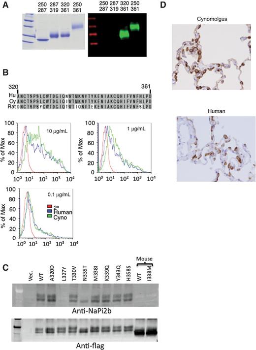 Preclinical Development of an Anti-NaPi2b (SLC34A2) Antibody–Drug Conjugate as a Therapeutic for ...
