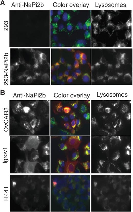 Preclinical Development of an Anti-NaPi2b (SLC34A2) Antibody–Drug ...