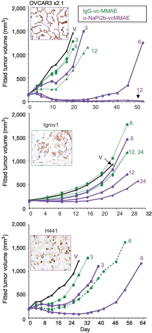 Preclinical Development of an Anti-NaPi2b (SLC34A2) Antibody–Drug Conjugate as a Therapeutic for ...