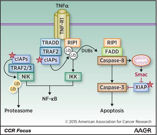 Promises and Challenges of Smac Mimetics as Cancer Therapeutics ...
